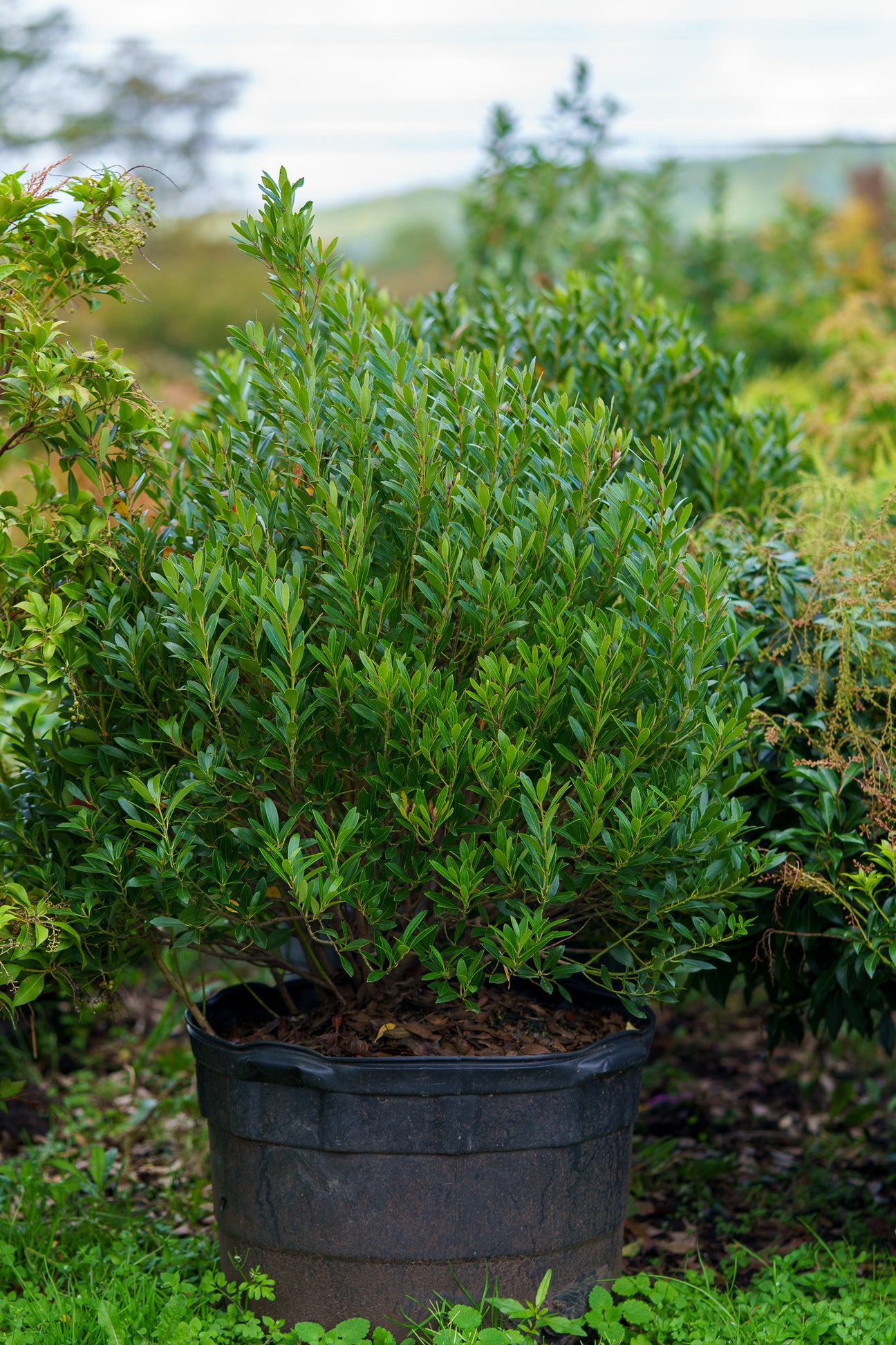 Plant of the Week - Shamrock Inkberry Holly – Plant Detectives