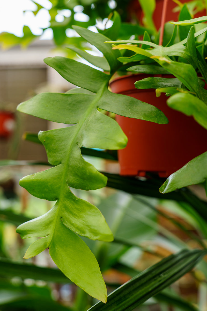 Shark Tooth Orchid Cactus – Plant Detectives