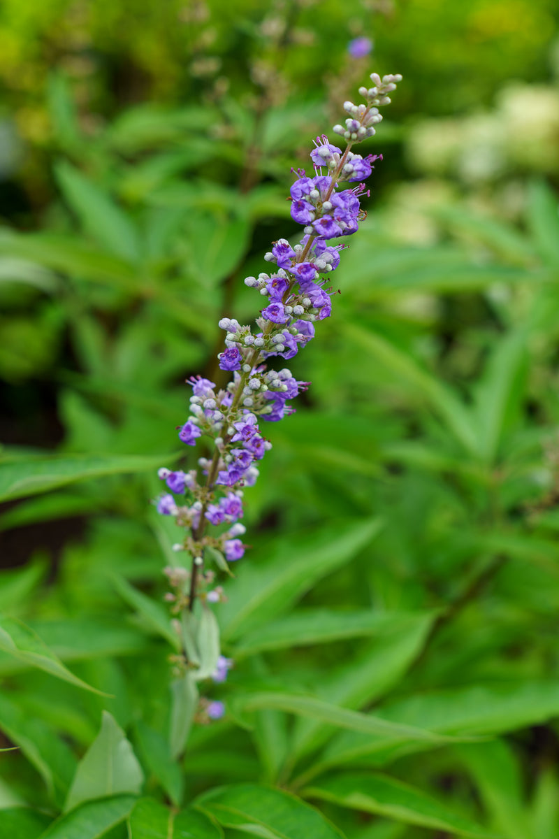 Shoal Creek Chaste Tree – Plant Detectives