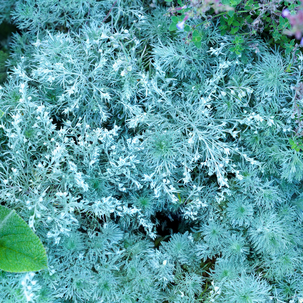 Silver Mound Wormwood – Plant Detectives
