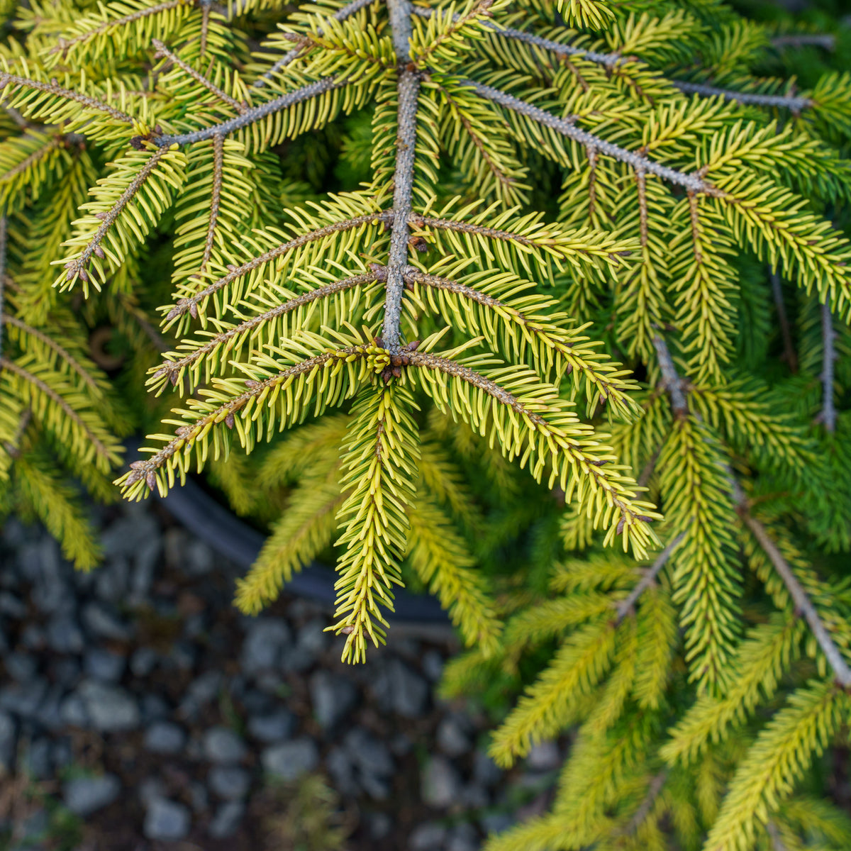 Skylands Oriental Spruce – Plant Detectives
