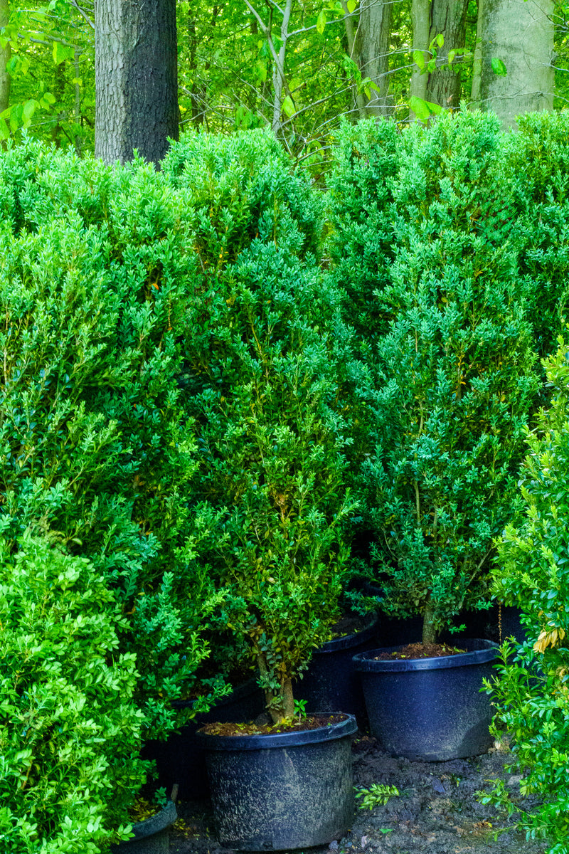 Skywalker Boxwood – Plant Detectives