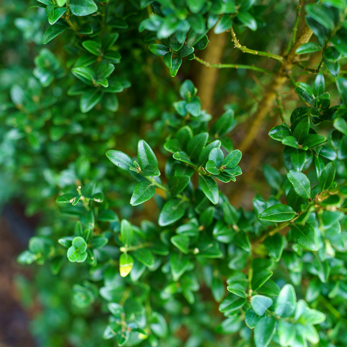 Skywalker Boxwood – Plant Detectives