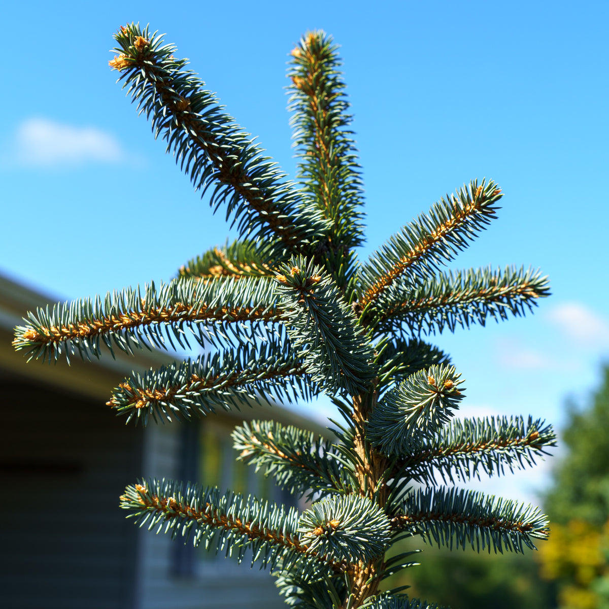 Glauca Slenderina Colorado Spruce – Plant Detectives