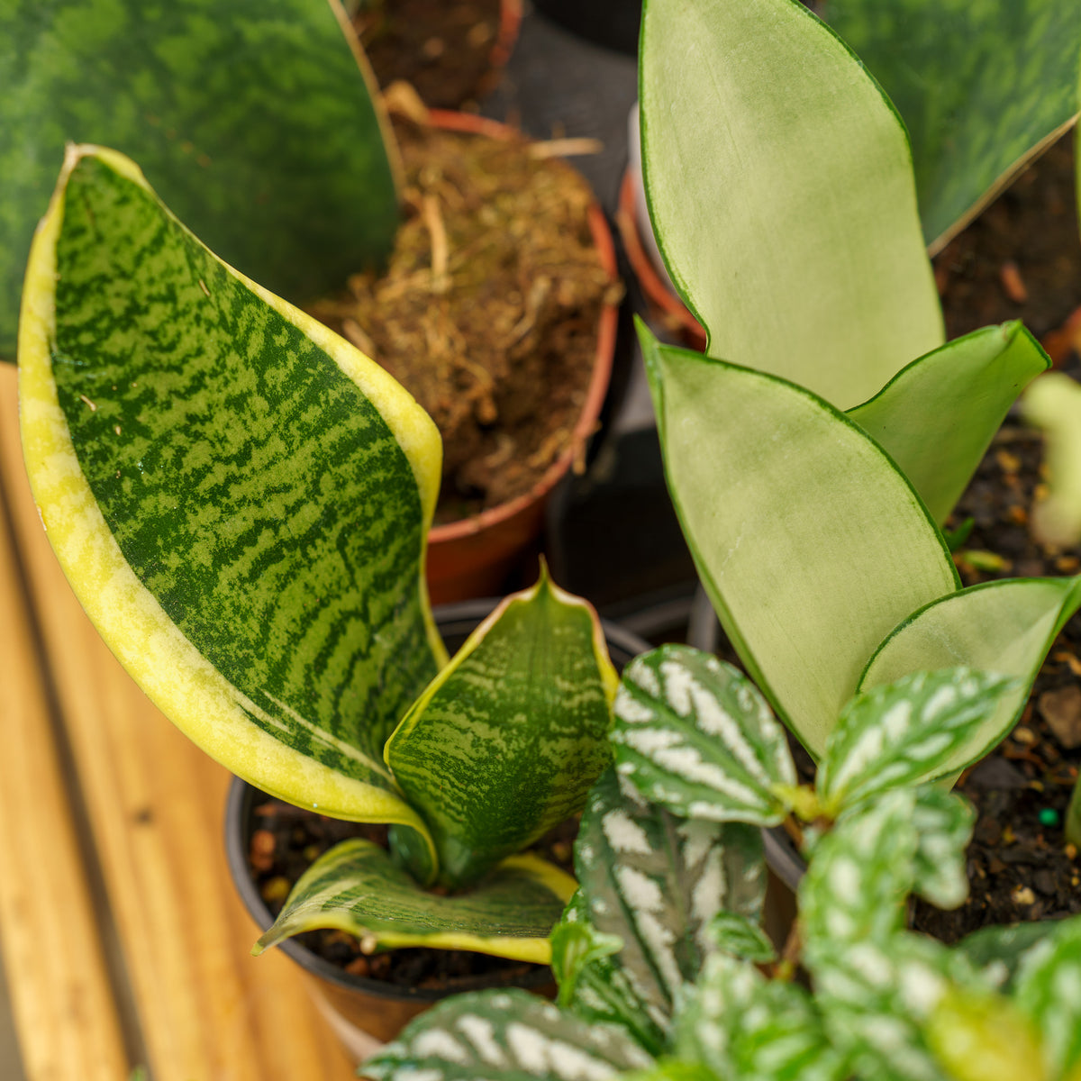 Superba Snake Plant – Plant Detectives