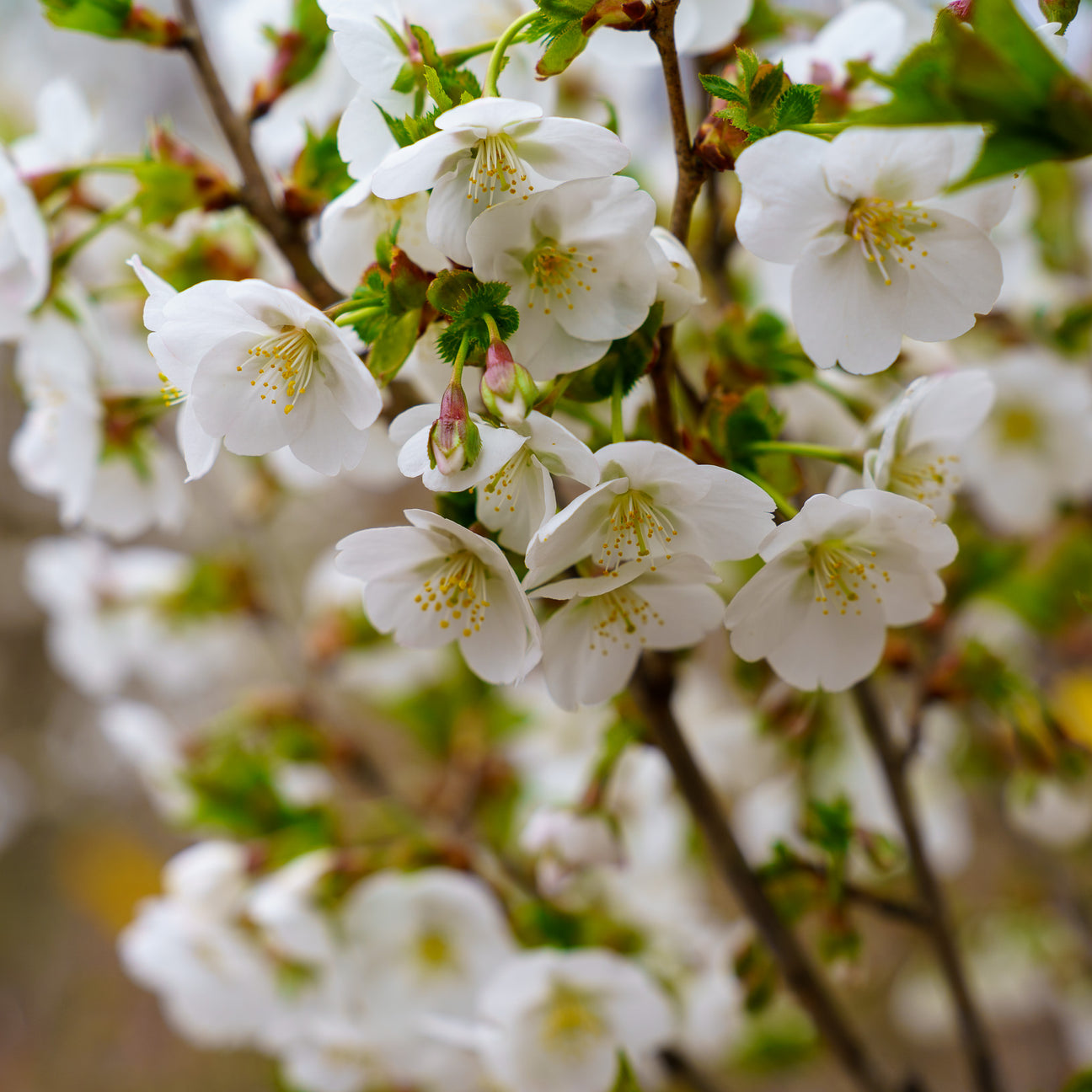 Plant of the Week: Snow Goose Cherry Tree – Plant Detectives