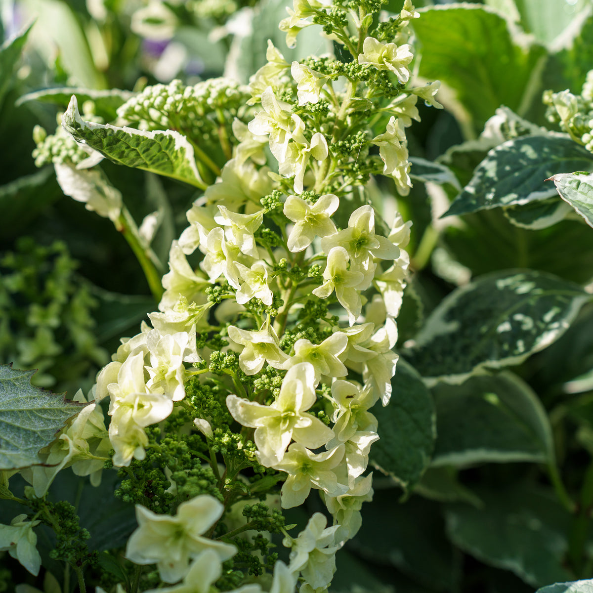 Snowcicle Oakleaf Hydrangea – Plant Detectives