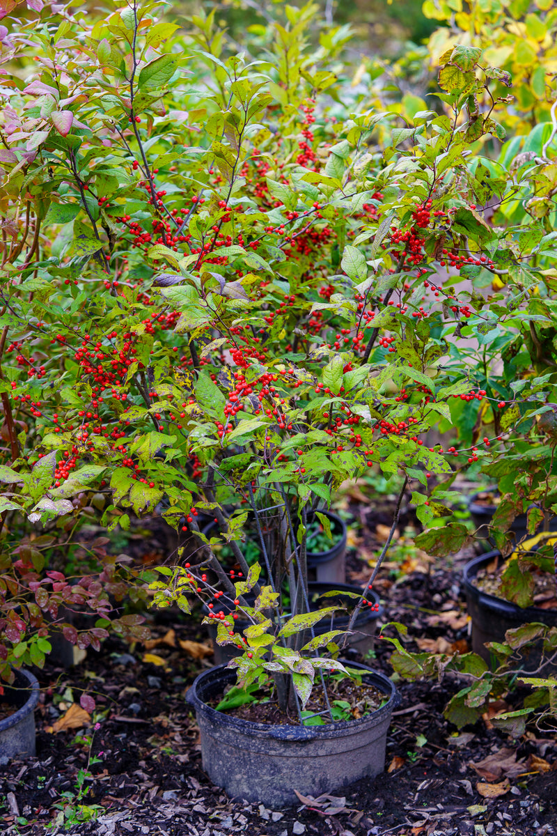 Sparkle Berry Winterberry Holly – Plant Detectives