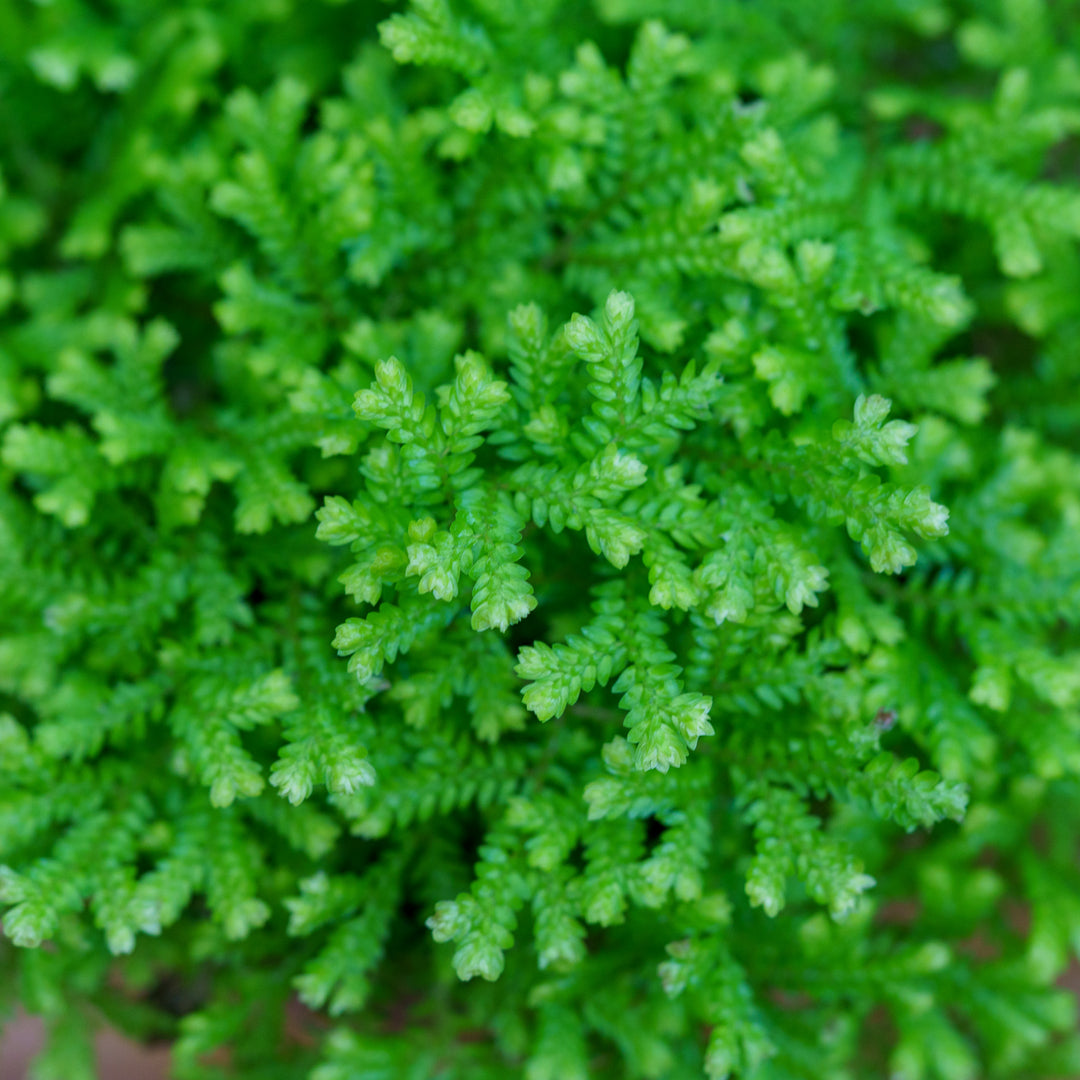 Spikemoss – Plant Detectives