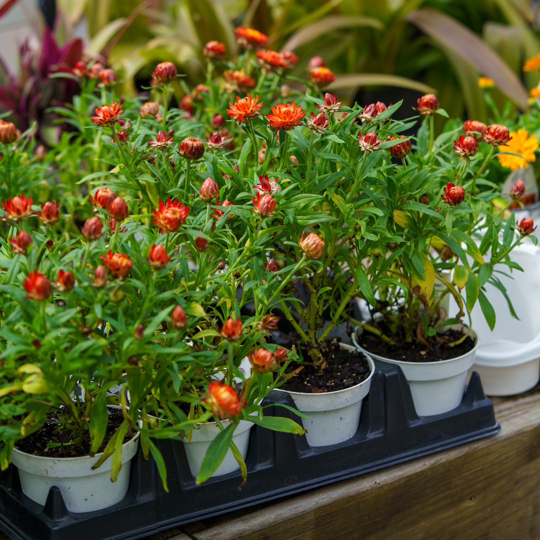 Strawflower – Plant Detectives