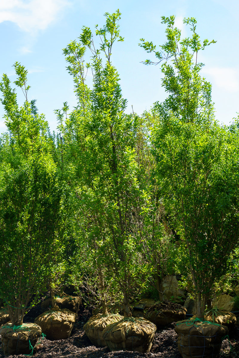 Streetspire Oak – Plant Detectives