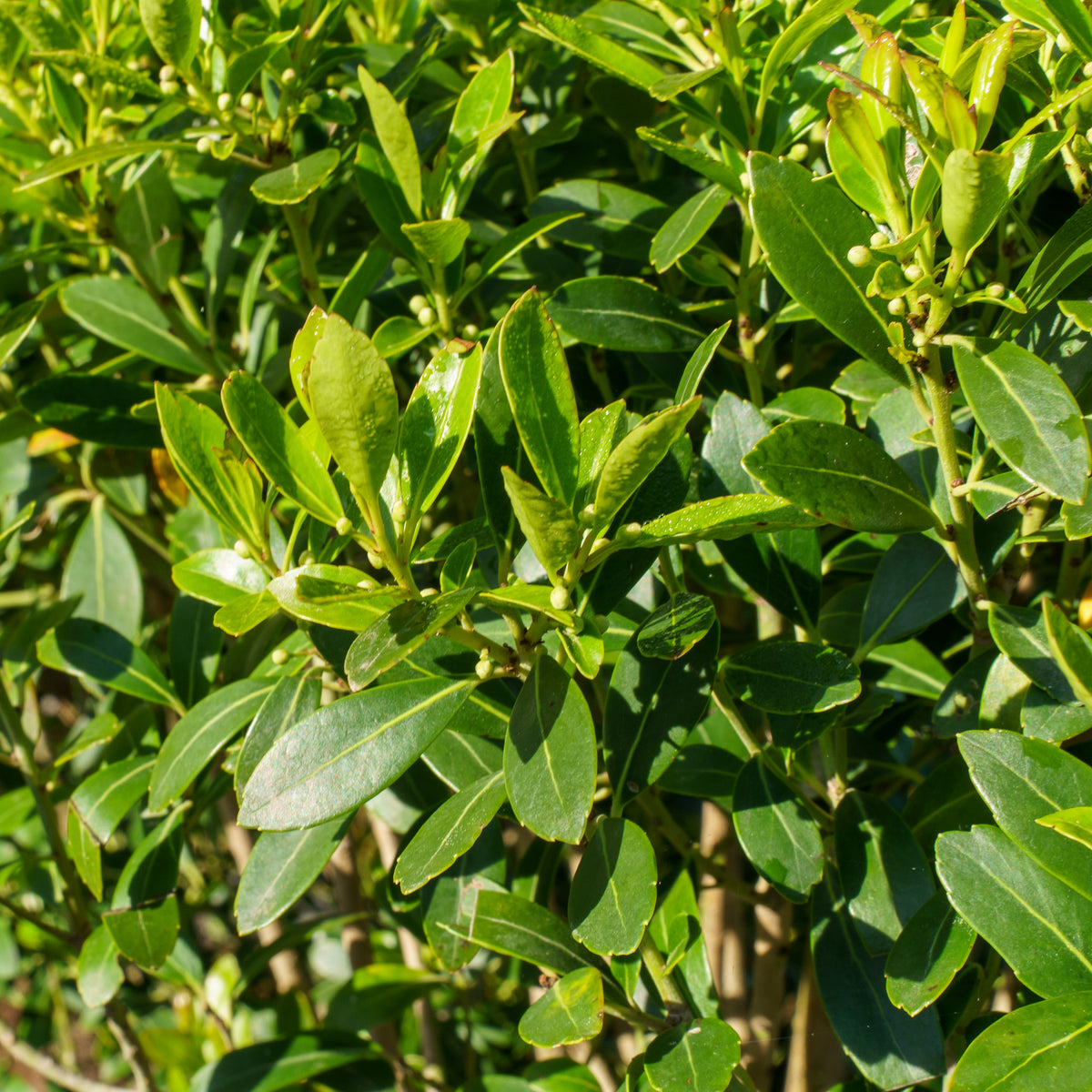 Strong Box Inkberry Holly – Plant Detectives