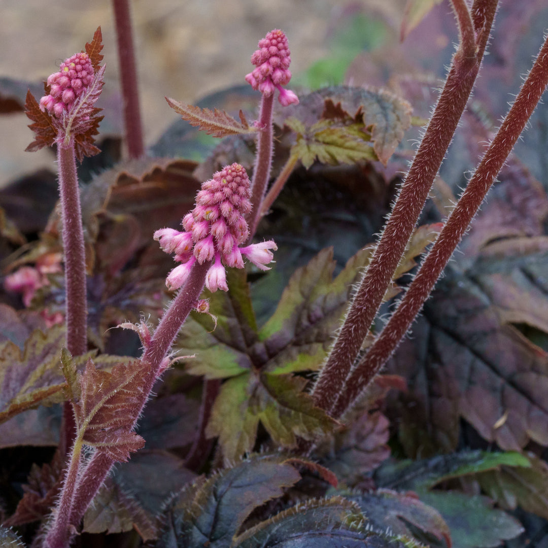 The Tiarella Guide – Plant Detectives