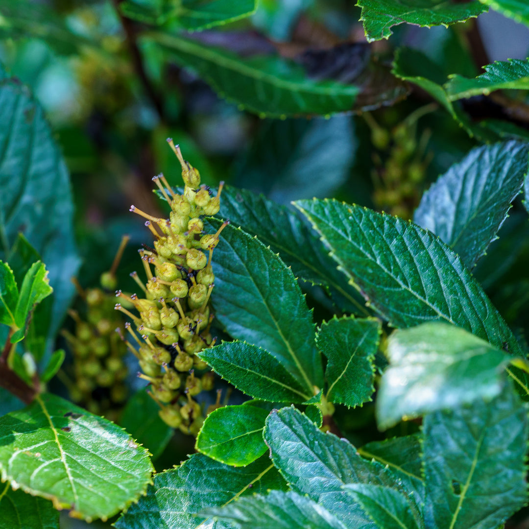 The Summersweet Guide – Plant Detectives