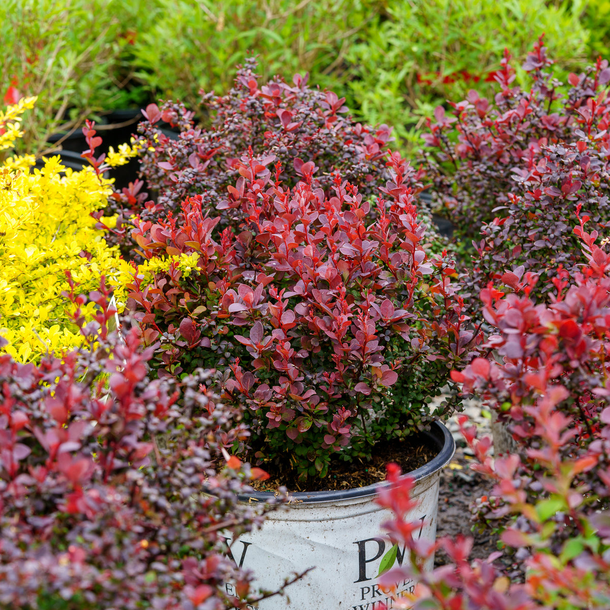 Sunjoy Mini Maroon Barberry – Plant Detectives