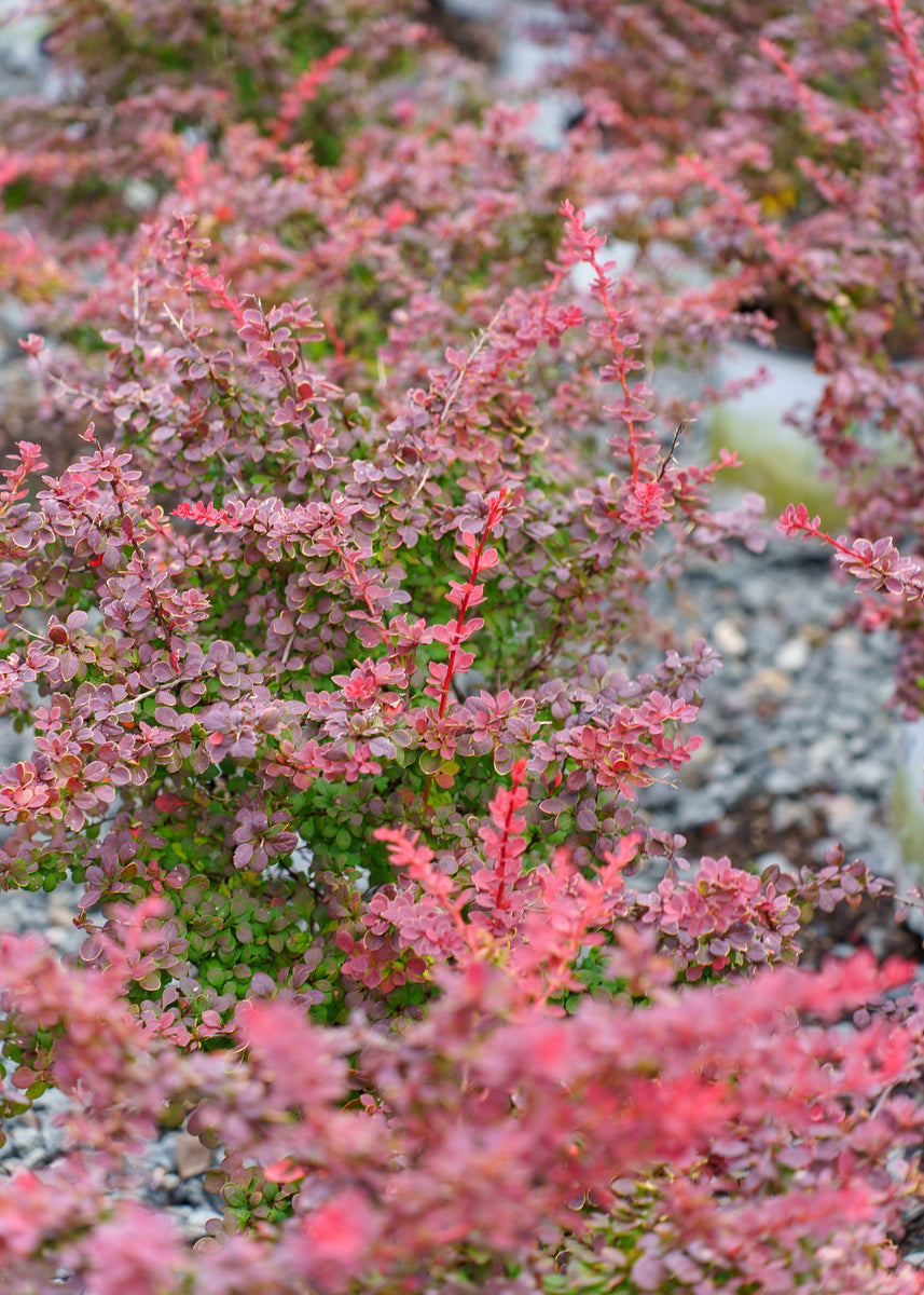 Sunjoy Tangelo Barberry – Plant Detectives