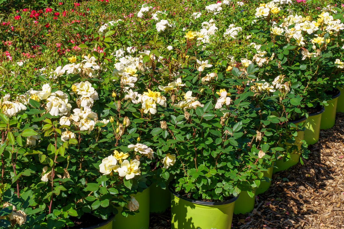 Sunny Knock Out Rose – Plant Detectives