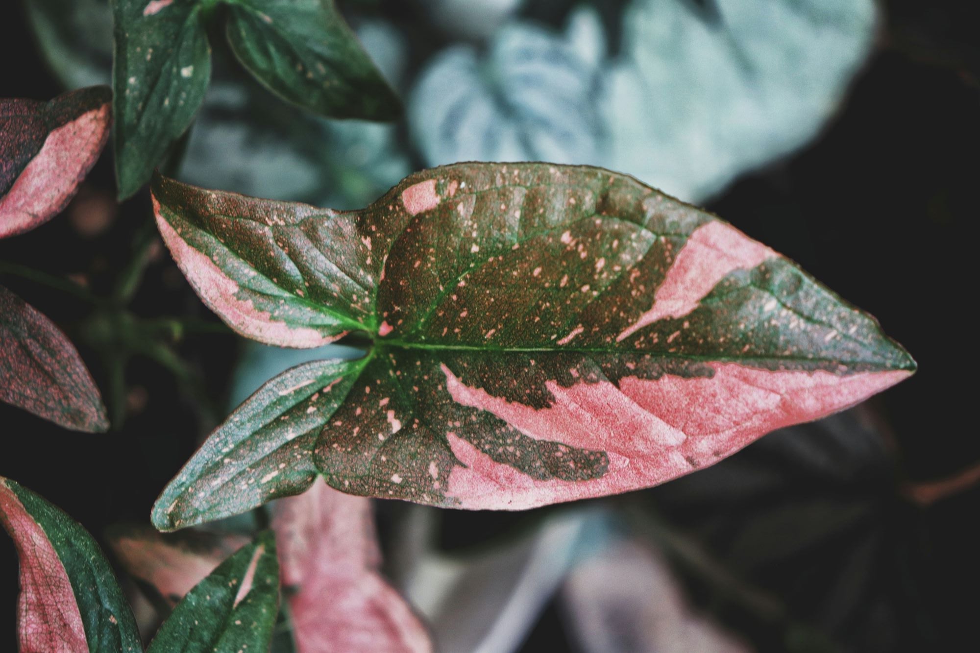 The Syngonium Guide – Plant Detectives