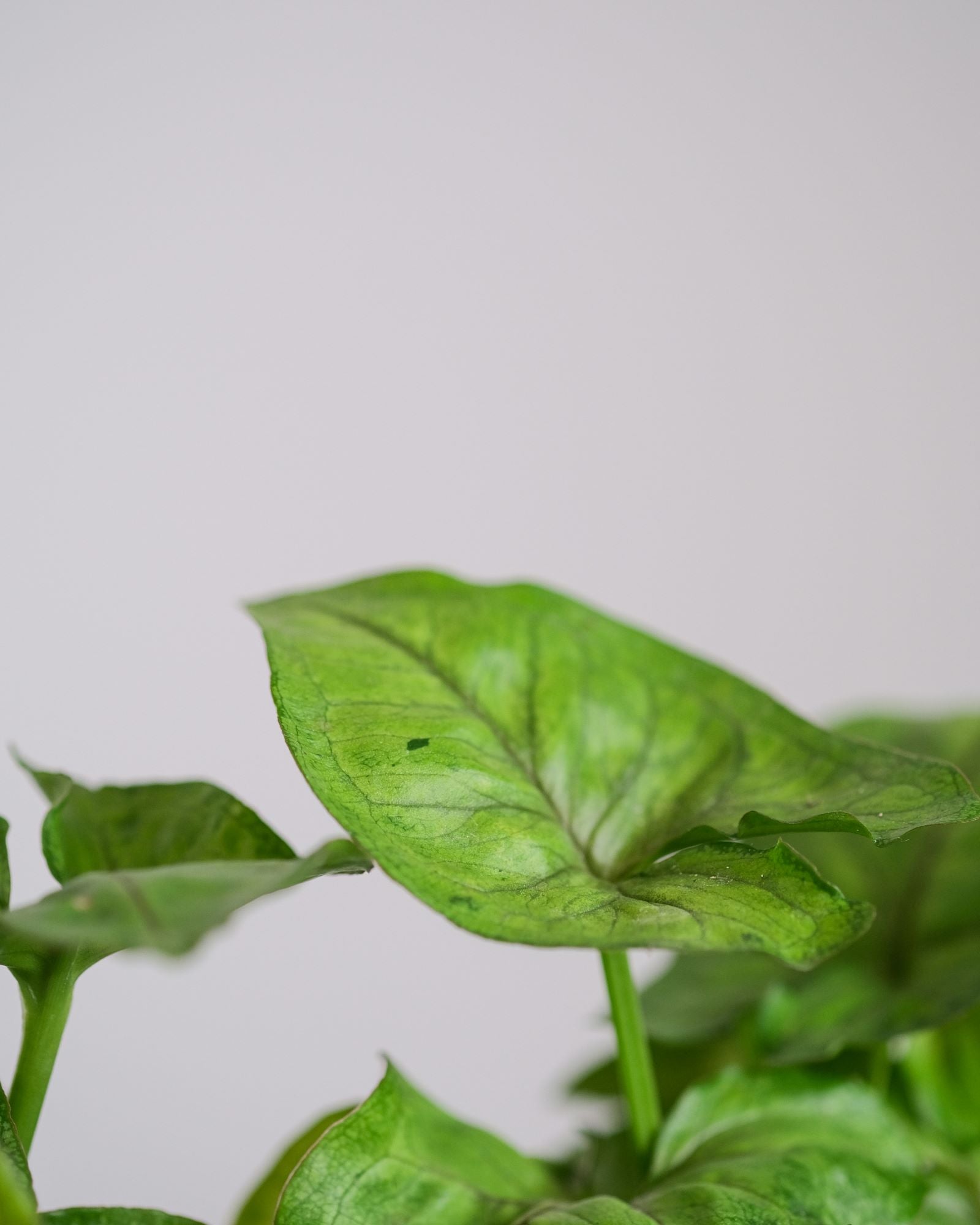 The Syngonium Guide – Plant Detectives