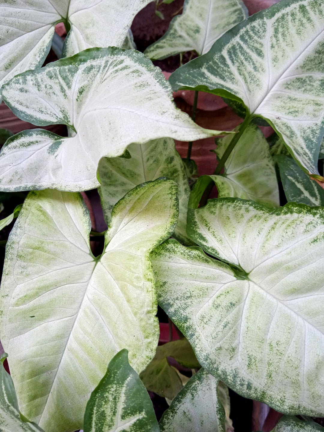 The Syngonium Guide – Plant Detectives