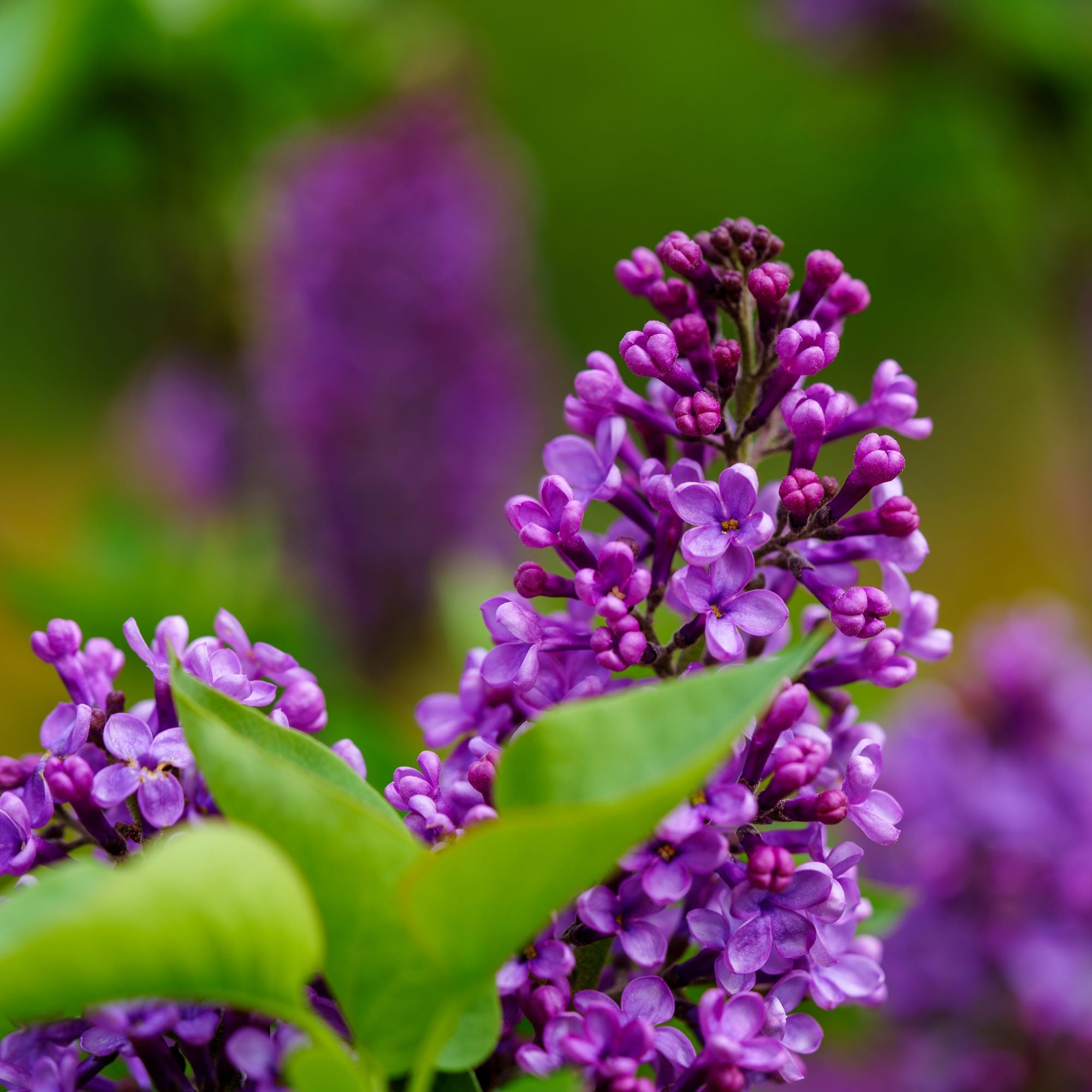 Plant of the Week - Lilac Bush – Plant Detectives
