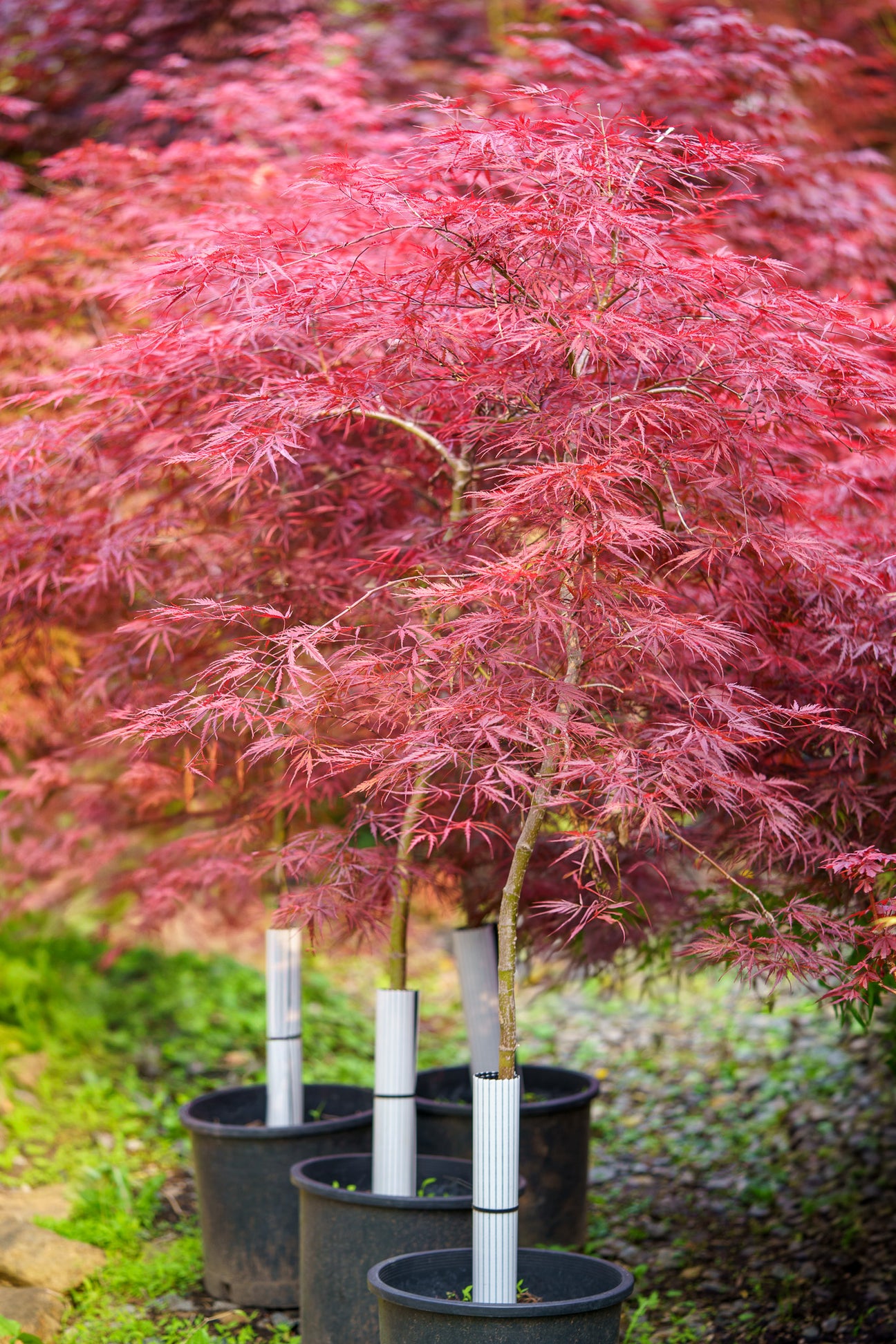 Plant of the Week - Tamukeyama Japanese Maple – Plant Detectives