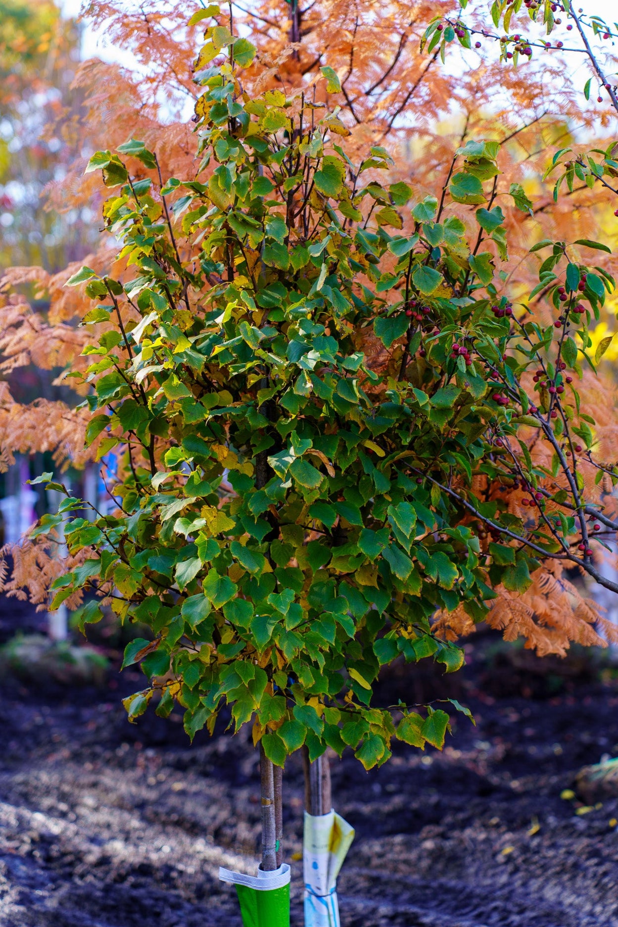 The Linden Guide – Plant Detectives