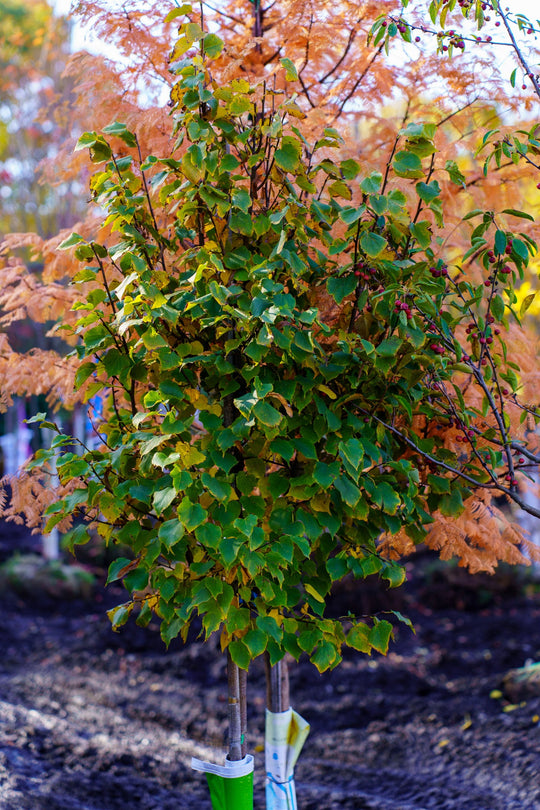 The Linden Guide – Plant Detectives