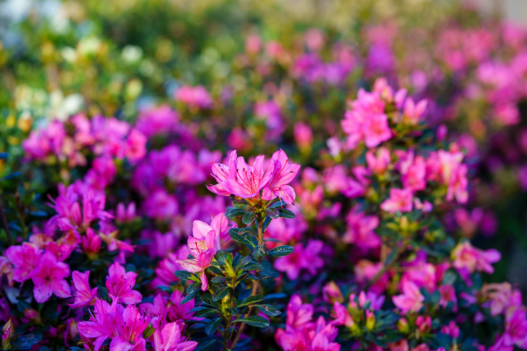 Plant of the Week - Tradition Azalea – Plant Detectives