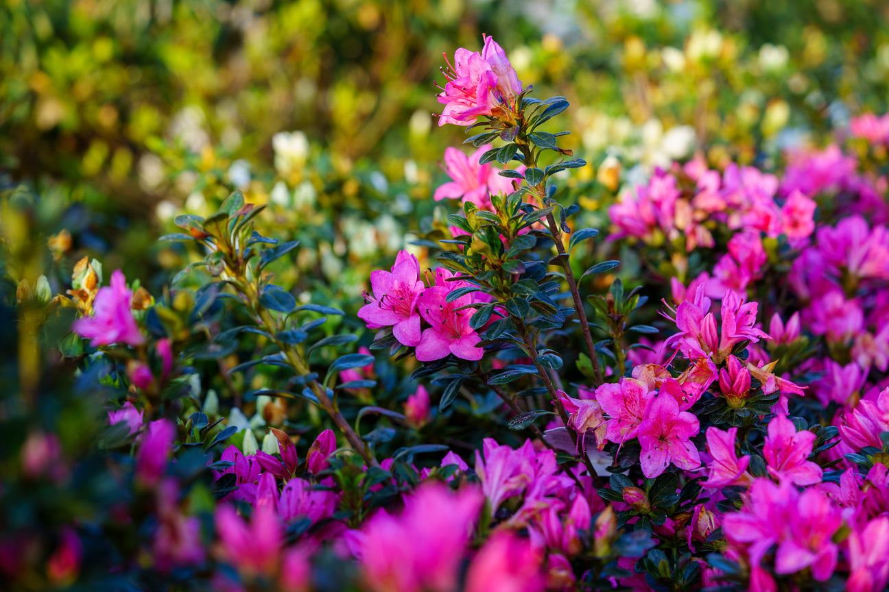 Plant of the Week - Tradition Azalea – Plant Detectives
