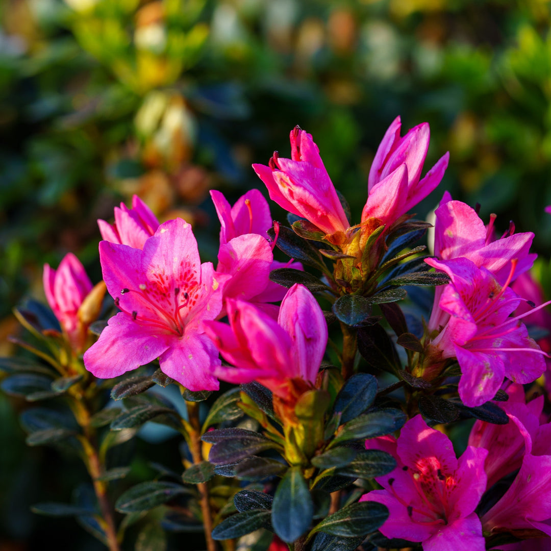Plant of the Week - Tradition Azalea – Plant Detectives