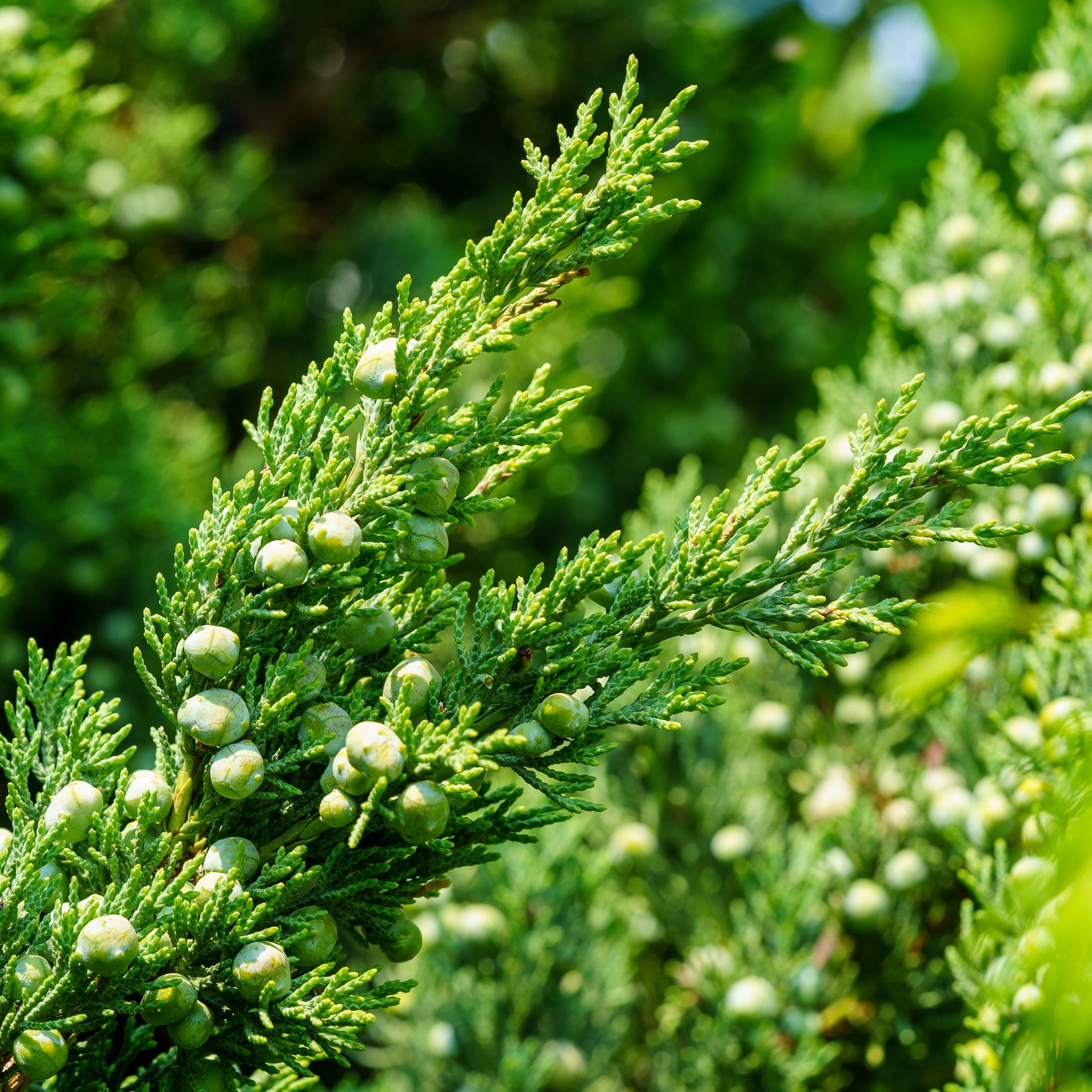 Trautman Chinese Juniper – Plant Detectives