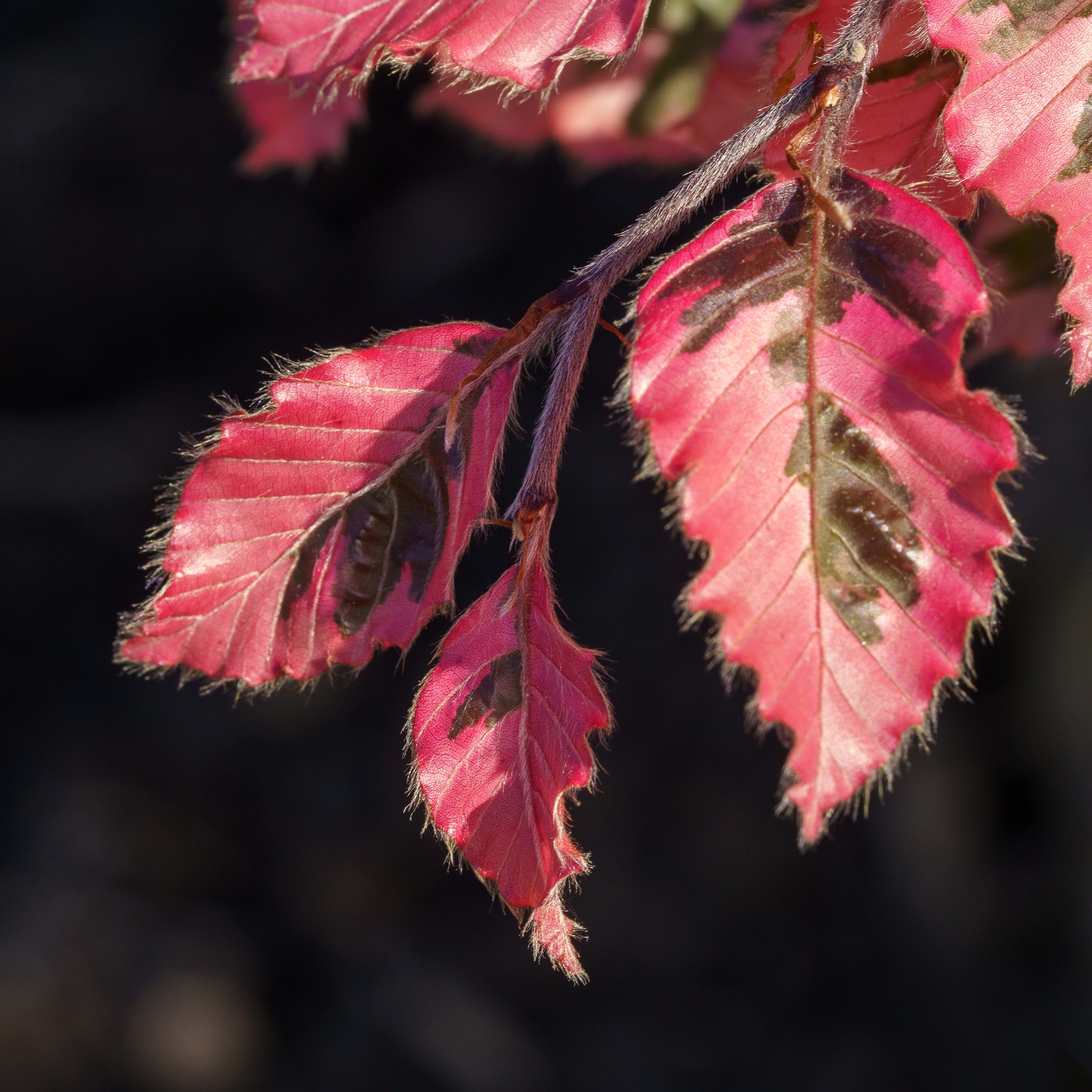 The Beech Guide – Plant Detectives