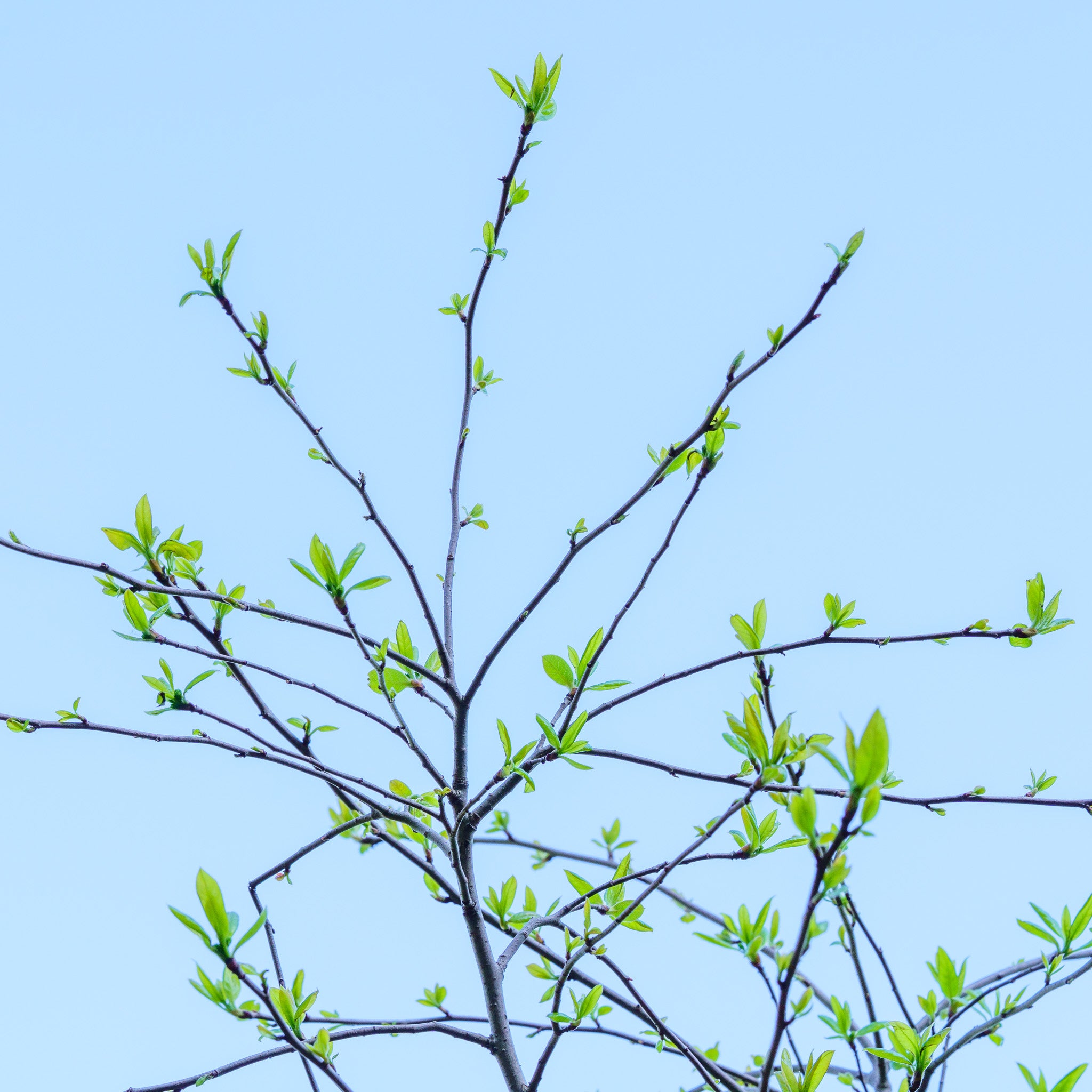The Tupelo Guide – Plant Detectives