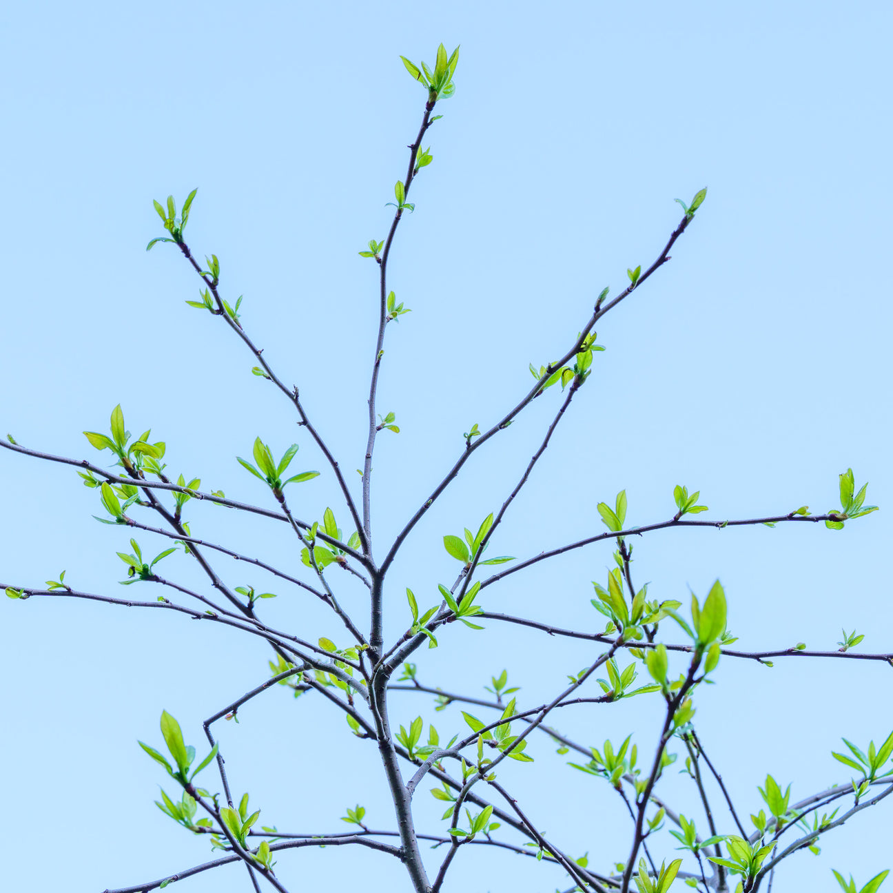 The Tupelo Guide – Plant Detectives