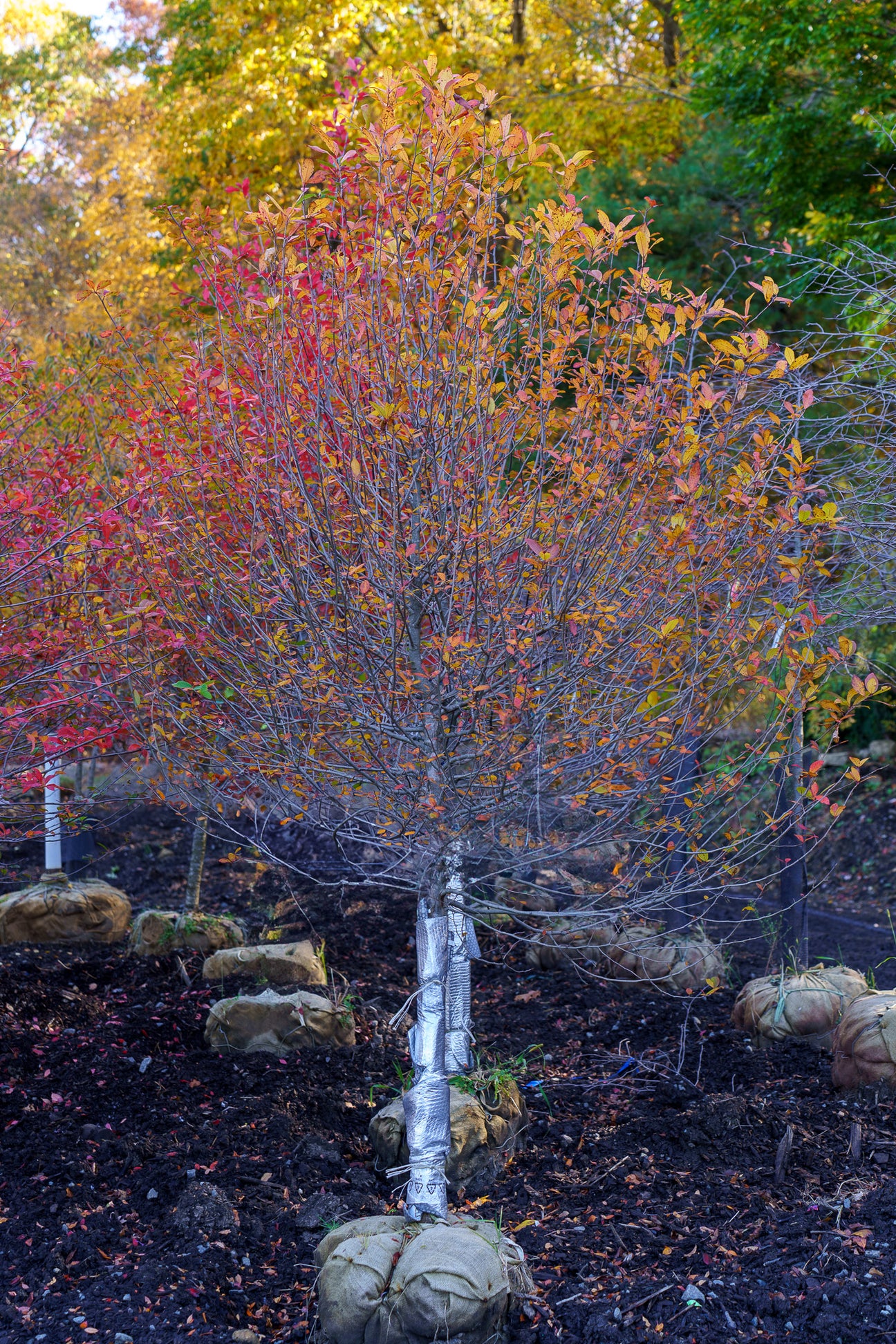 The Tupelo Guide – Plant Detectives