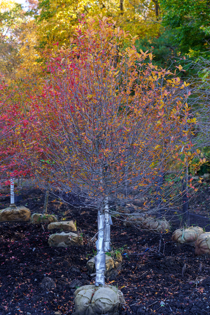 The Tupelo Guide – Plant Detectives