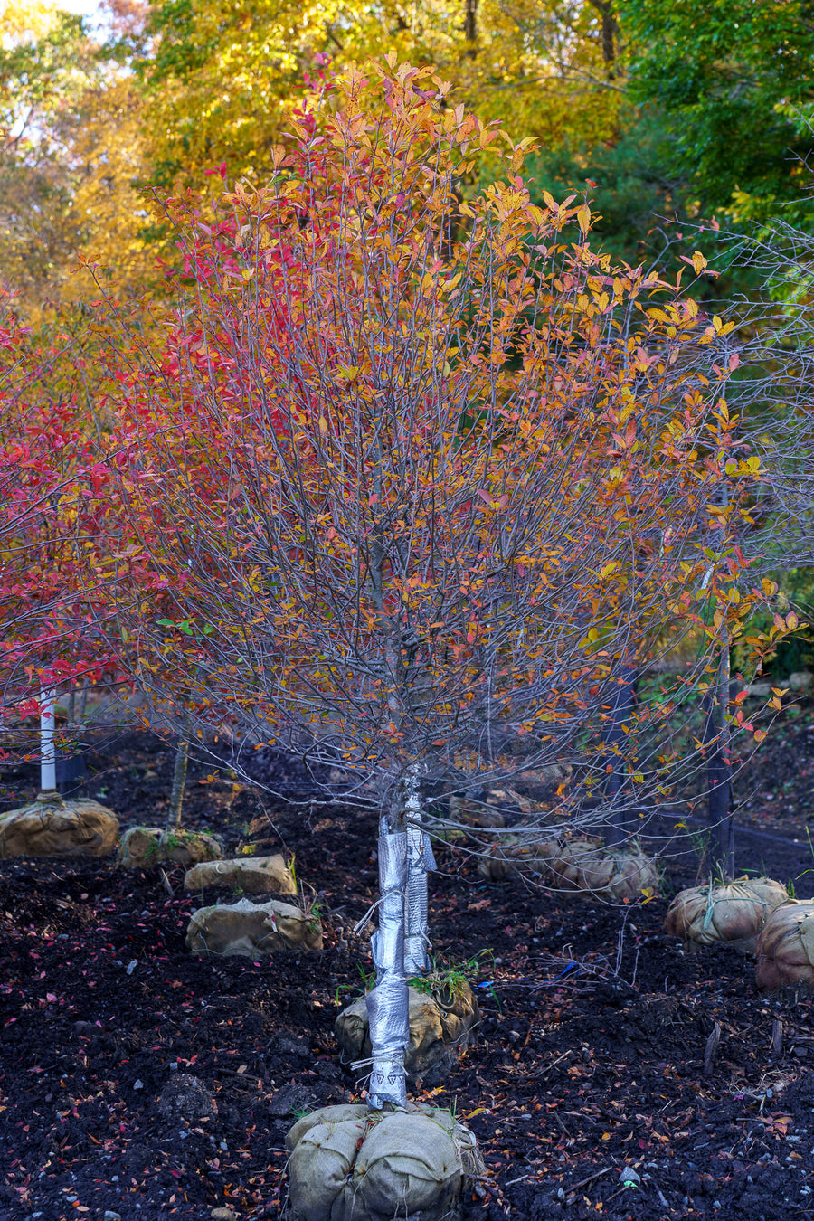 The Tupelo Guide – Plant Detectives