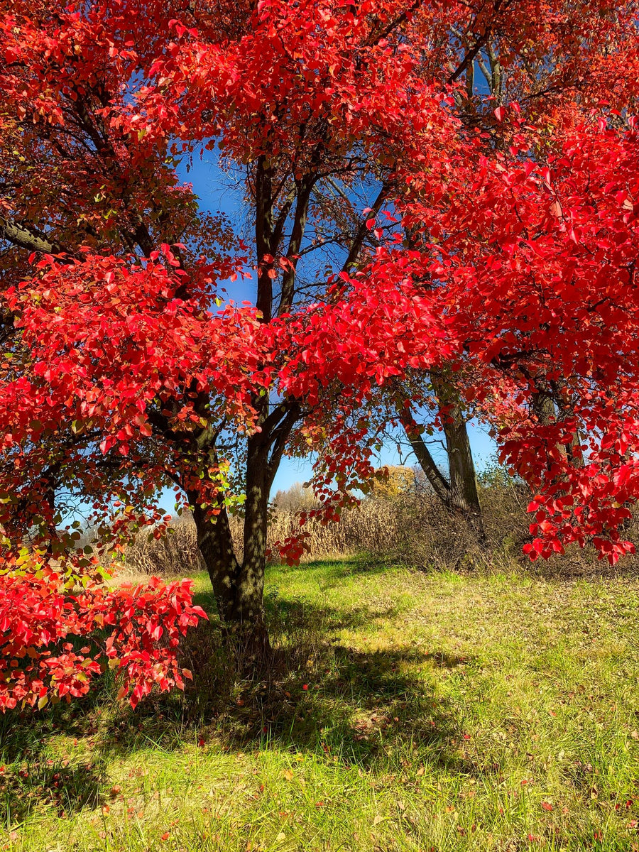 The Tupelo Guide – Plant Detectives