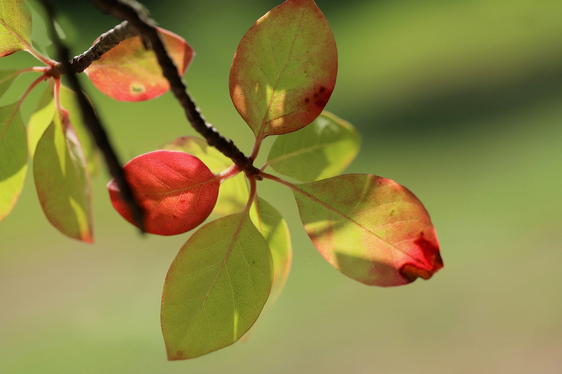 The Tupelo Guide – Plant Detectives