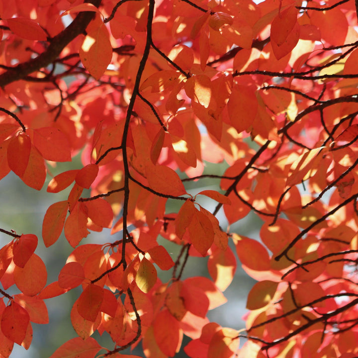 The Tupelo Guide – Plant Detectives