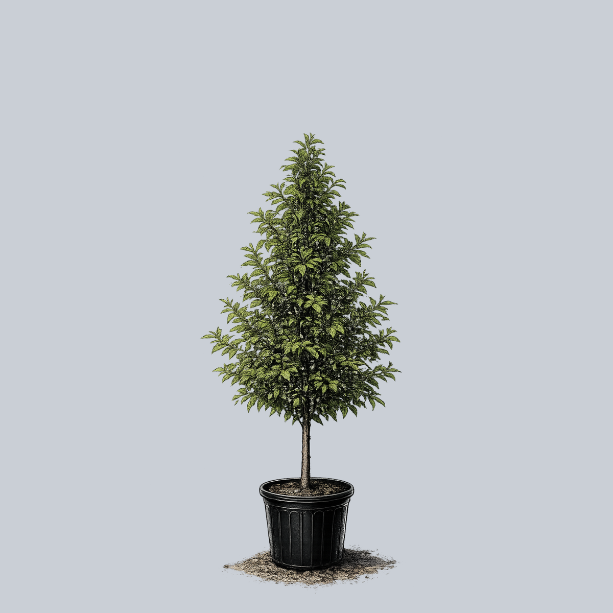 Tupelo Tower Black Gum – Plant Detectives