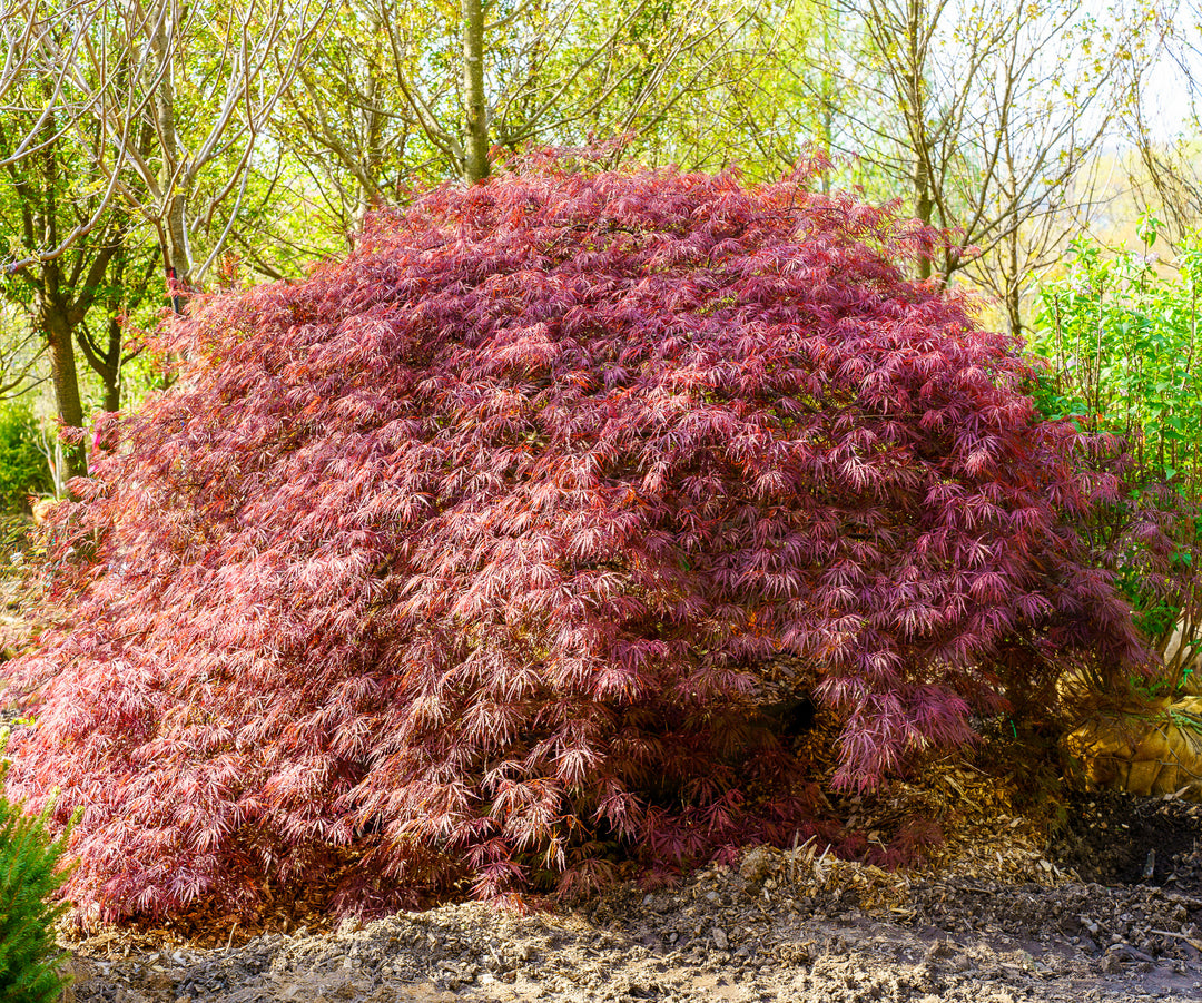 Plant of the Week - Tamukeyama Japanese Maple – Plant Detectives