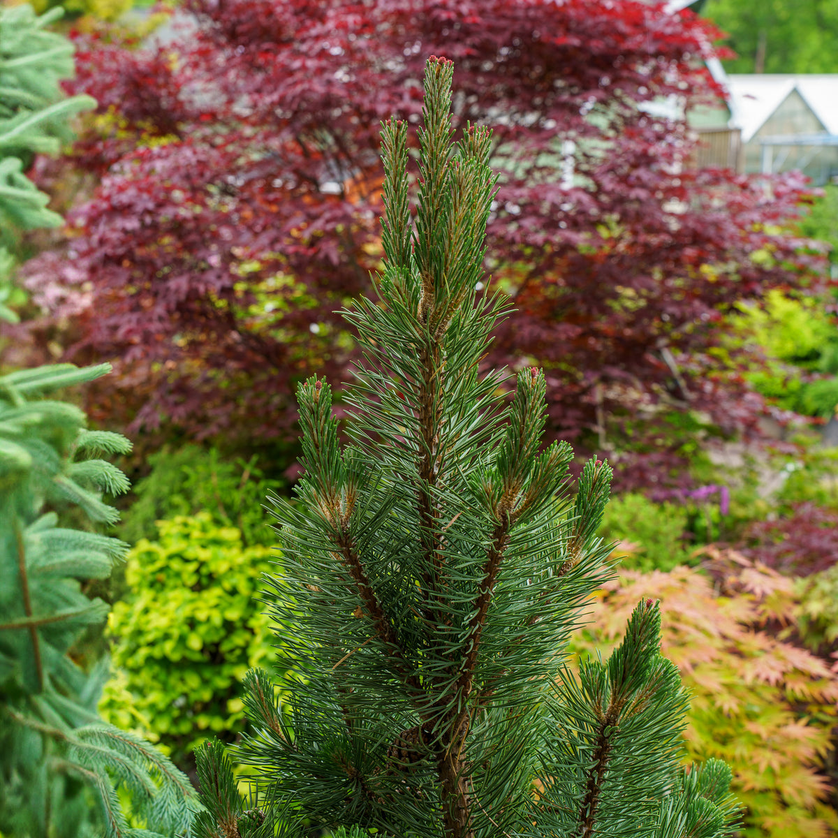 Tannenbaum Mugo Pine – Plant Detectives