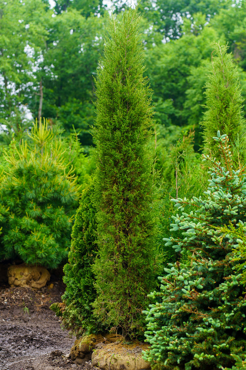 Taylor Eastern Red Cedar – Plant Detectives