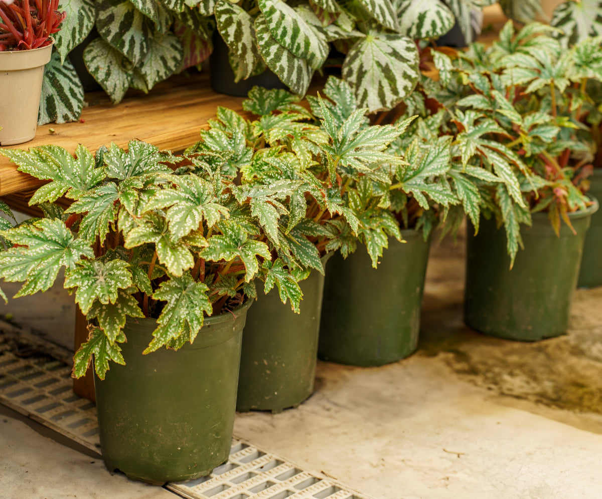 Tectonic Shangri-La Begonia – Plant Detectives