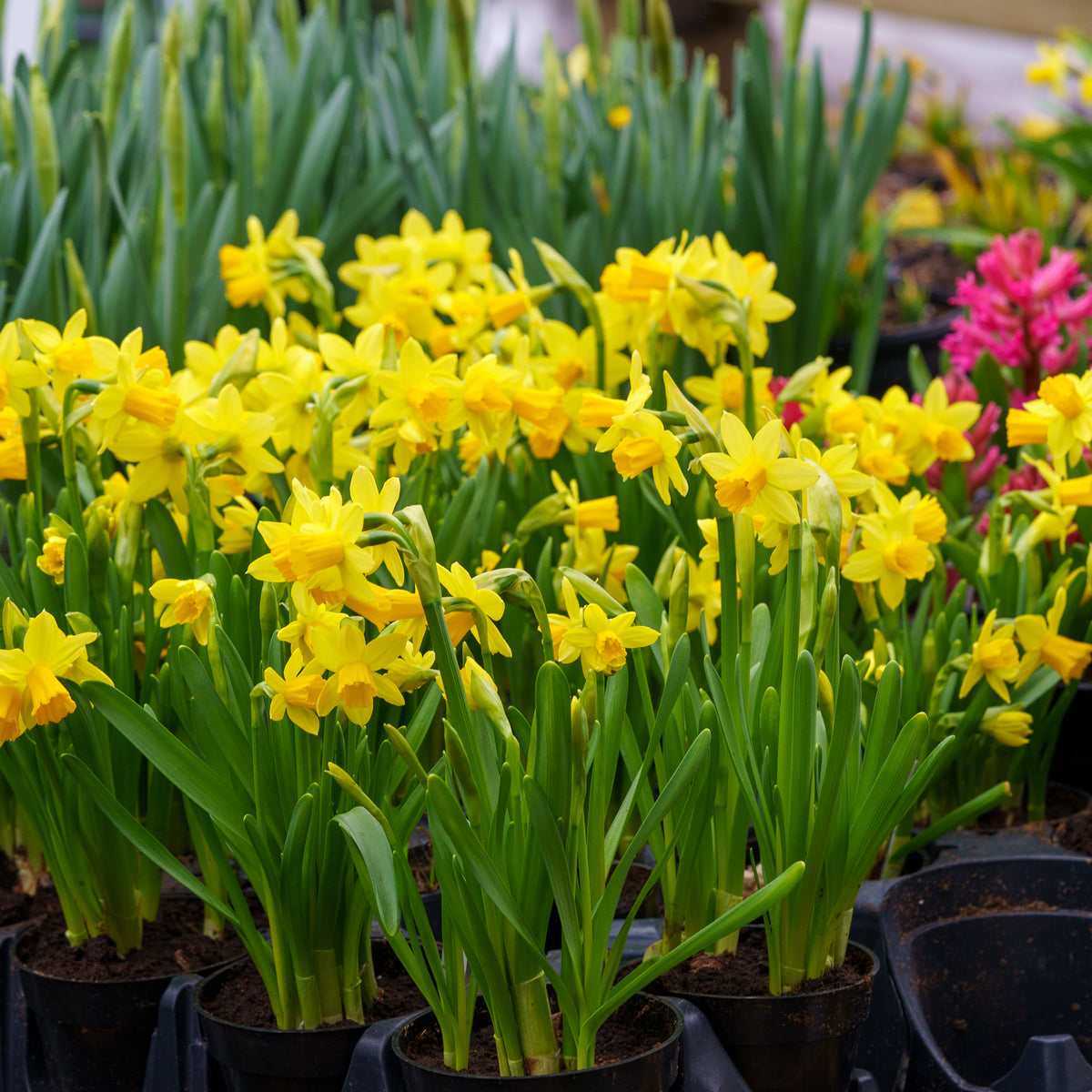 Tete-a-Tete Daffodil – Plant Detectives