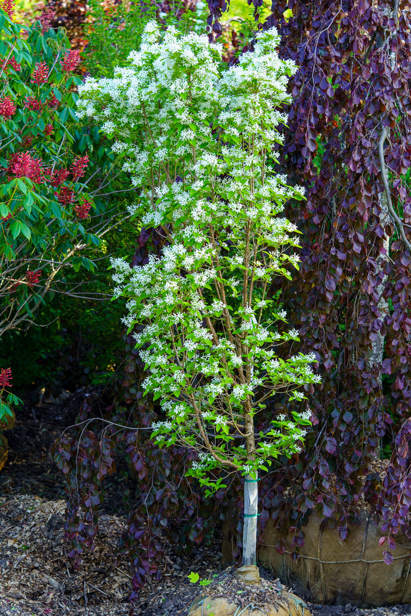 Tokyo Tower Chinese Fringe Tree – Plant Detectives
