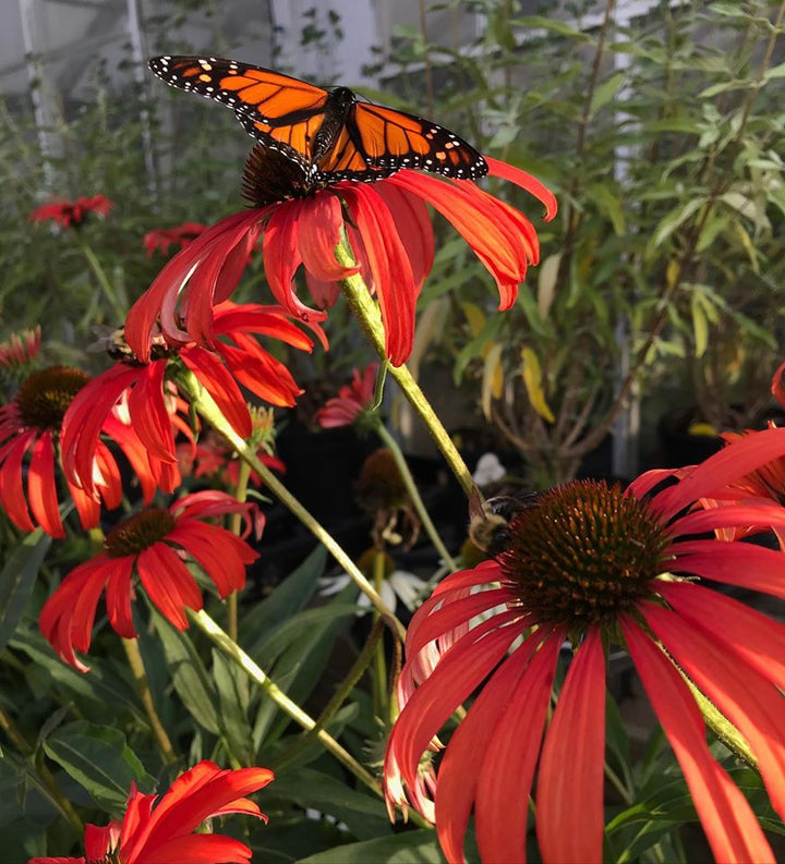 The Echinacea Guide – Plant Detectives
