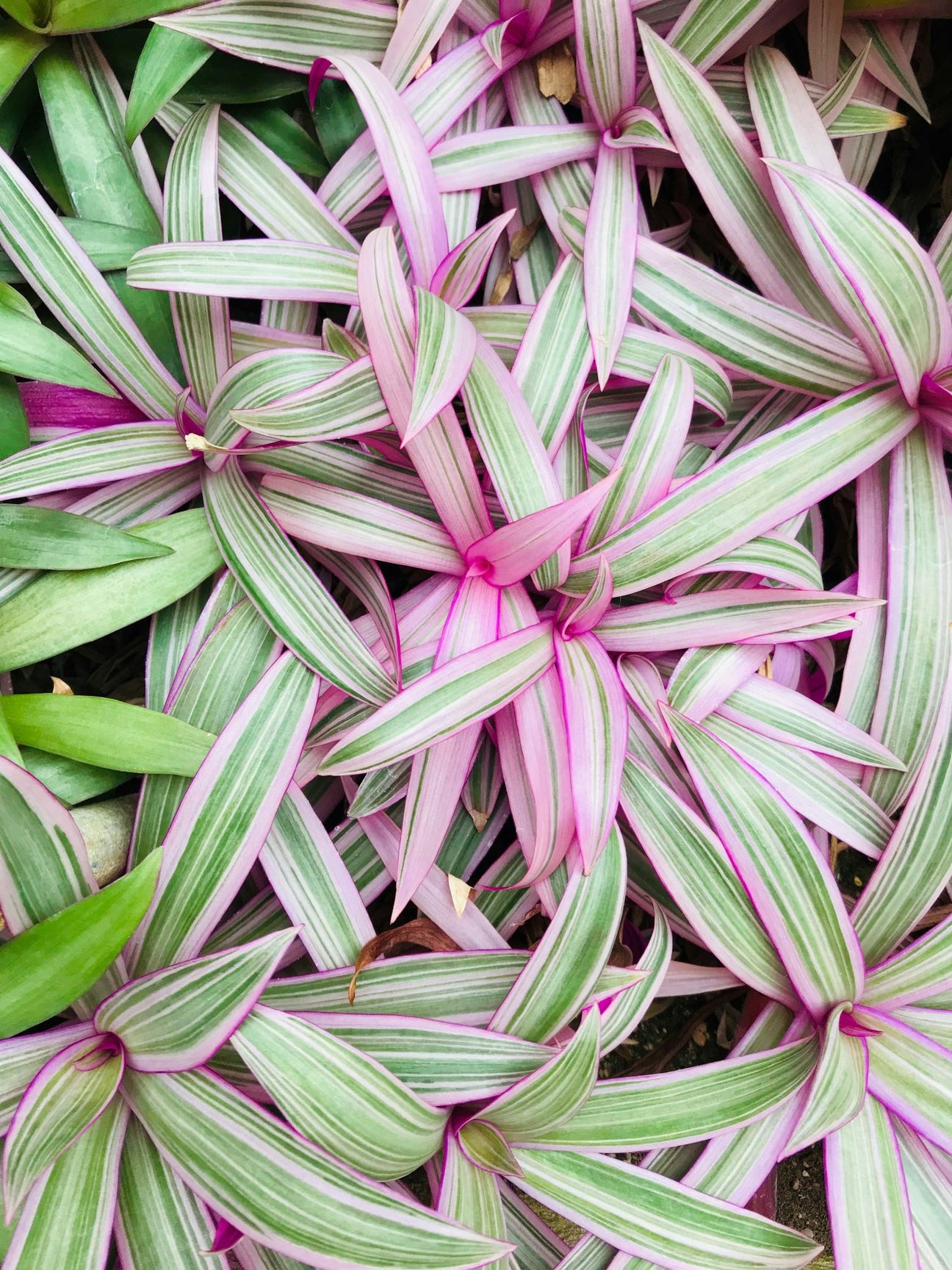 The Tradescantia Guide – Plant Detectives